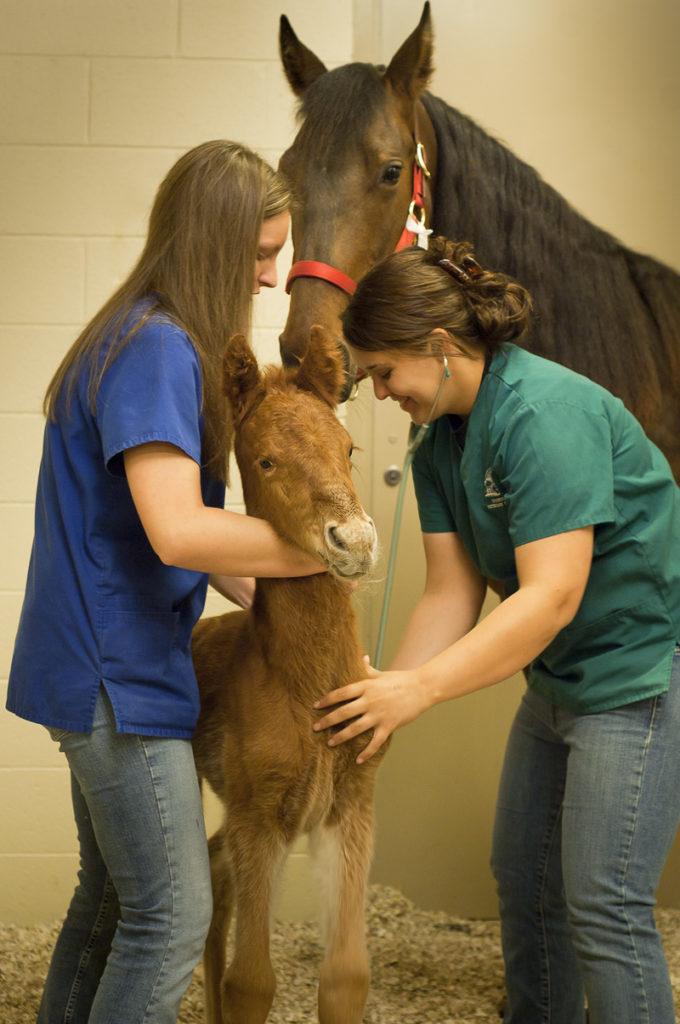 Reproductive Services | Countryside Veterinary Services