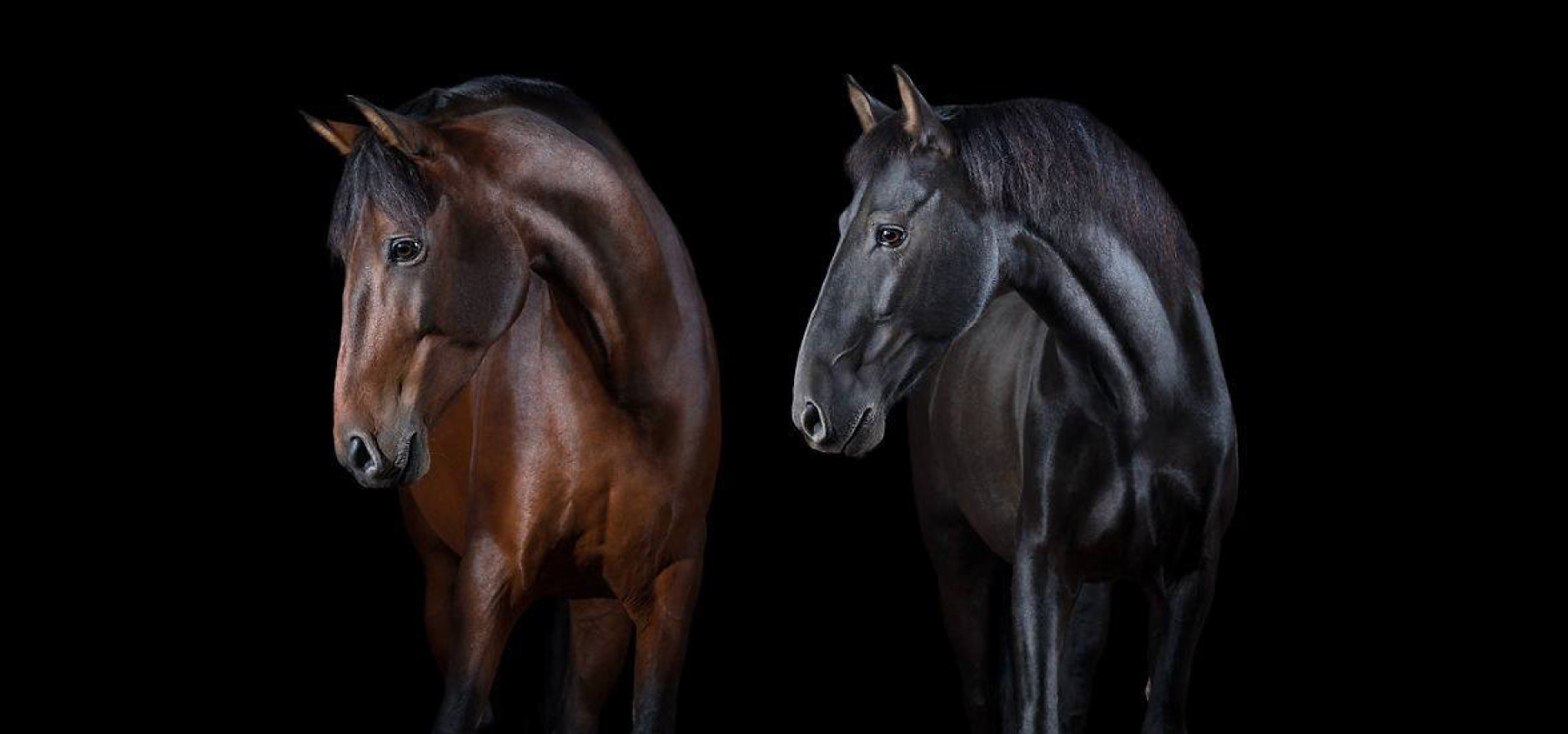 Equine | Countryside Veterinary Services